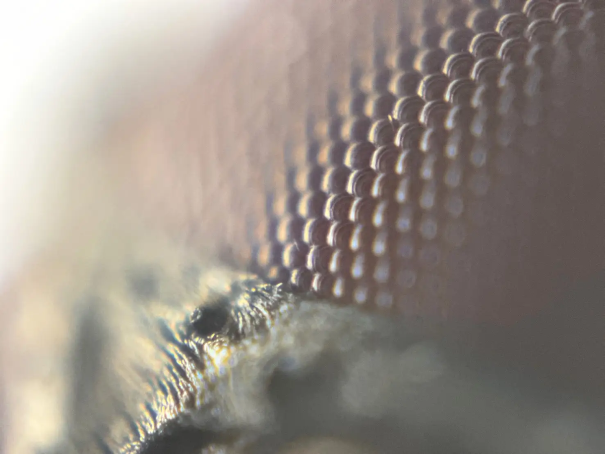 【指先サイズの高倍率顕微鏡レンズ】KaraSeed、「ミクロハンターMH-X250」発売 | 株式会社加工技術研究会 -CTIWEB JPN-